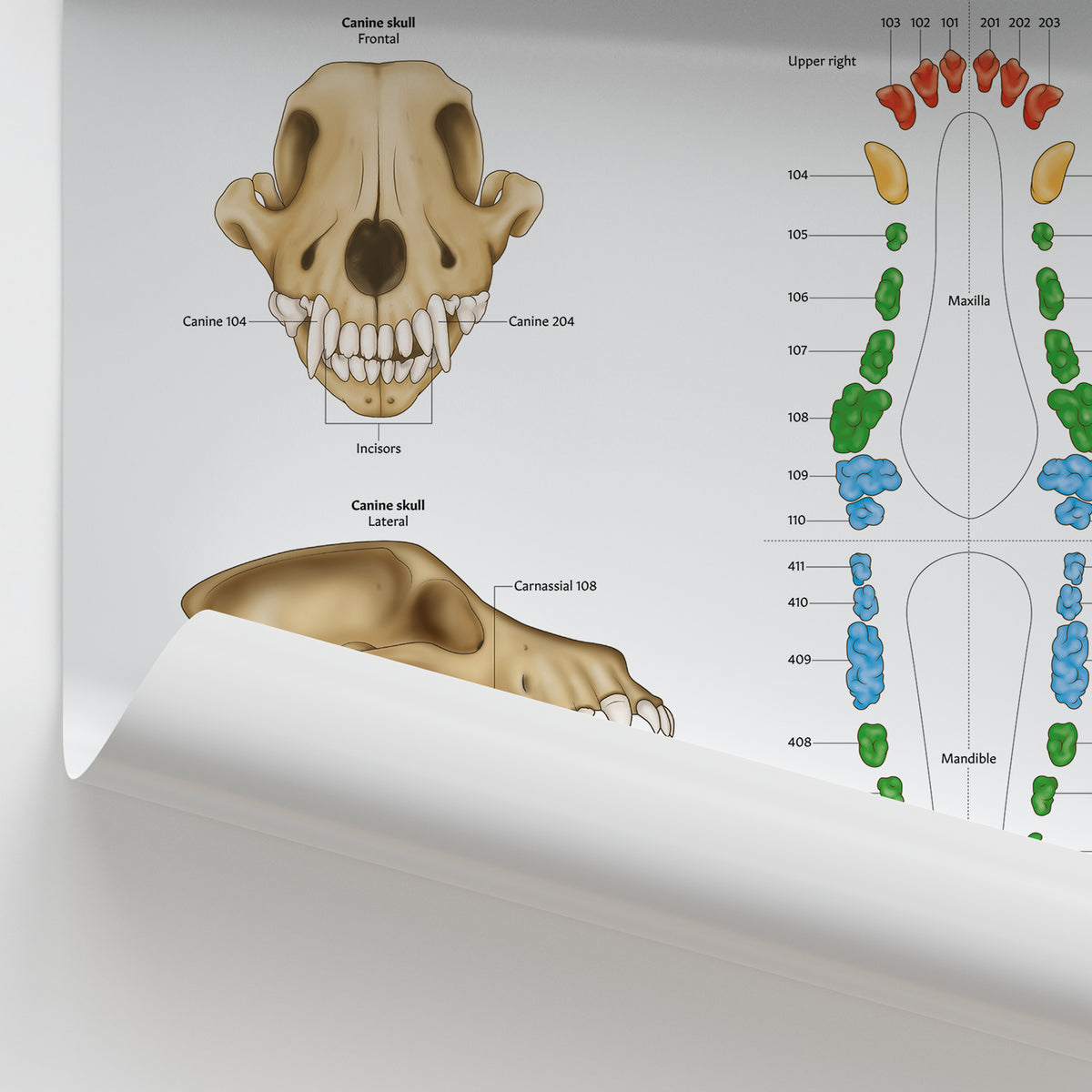 Canine Dental Map Poster | Dog Teeth Anatomy Chart – AnatomyStuff