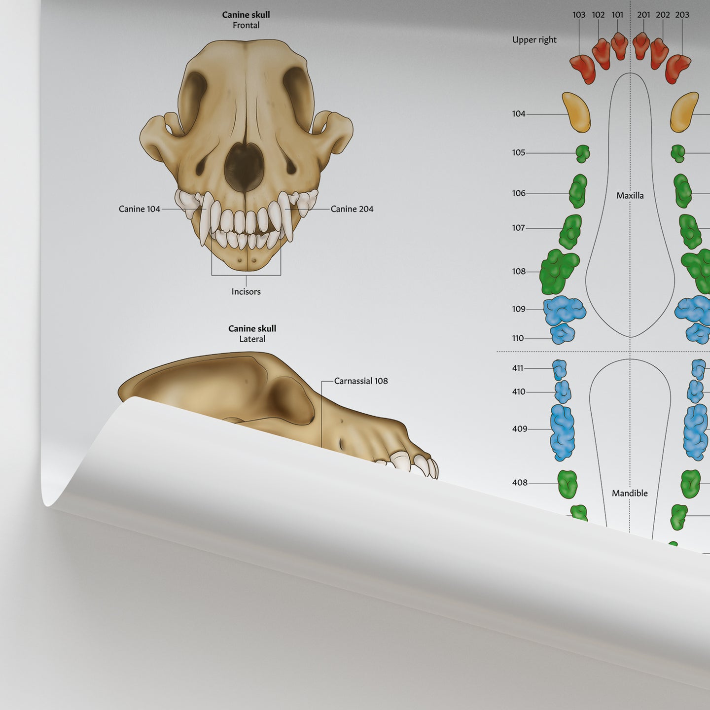 Canine Dental Map Poster | Dog Teeth Anatomy Chart – AnatomyStuff