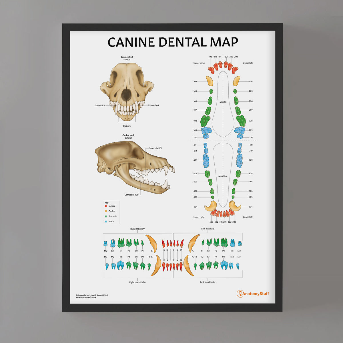 Canine Dental Map Poster | Dog Teeth Anatomy Chart – AnatomyStuff