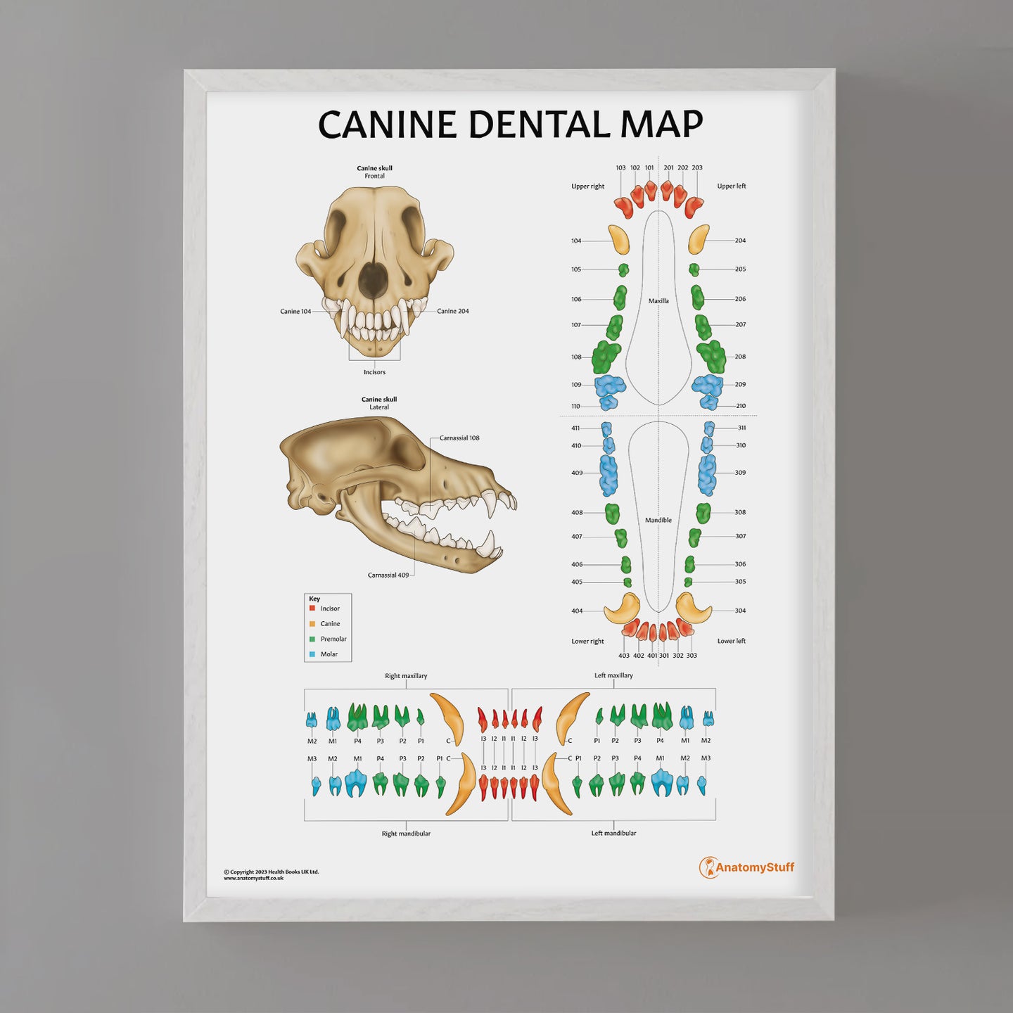 Canine Dental Map Poster | Dog Teeth Anatomy Chart – AnatomyStuff