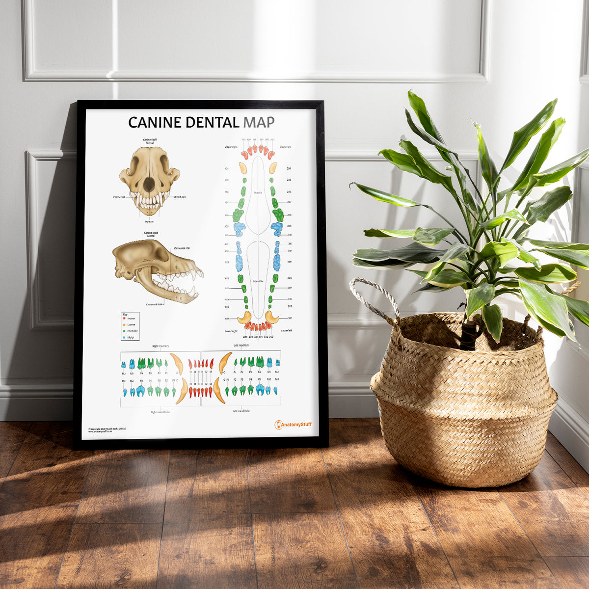 Canine Dental Map Poster | Dog Teeth Anatomy Chart – AnatomyStuff