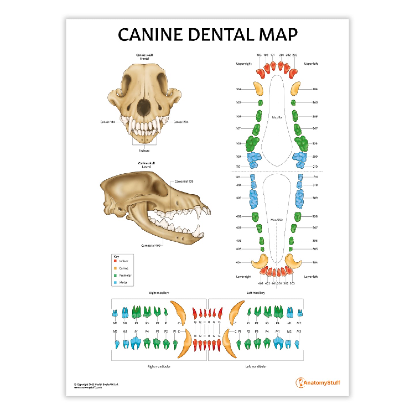 Canine Dental Map Poster | Dog Teeth Anatomy Chart – AnatomyStuff