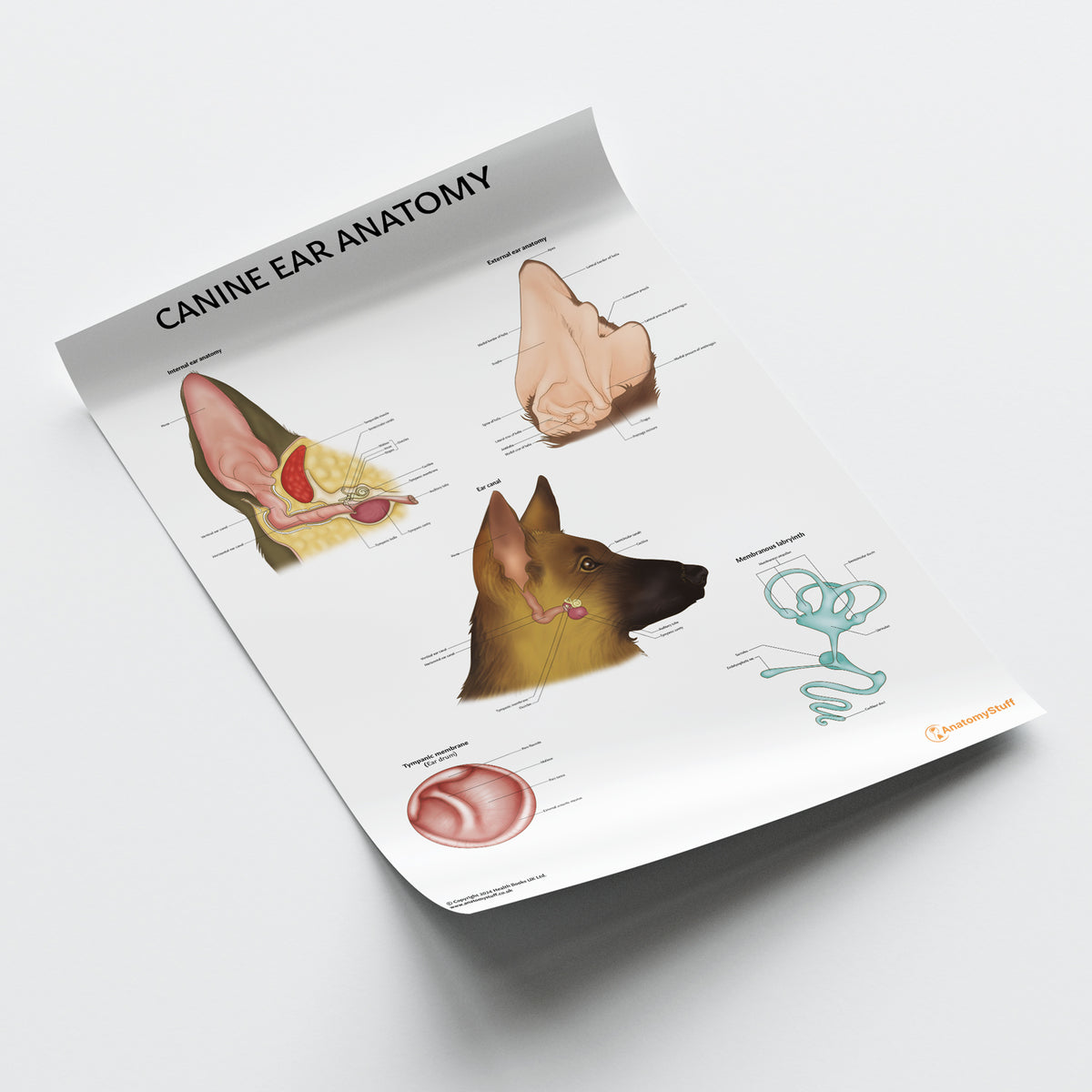 Canine Ear Anatomy Poster | Dog Ear Structure Educational Chart ...