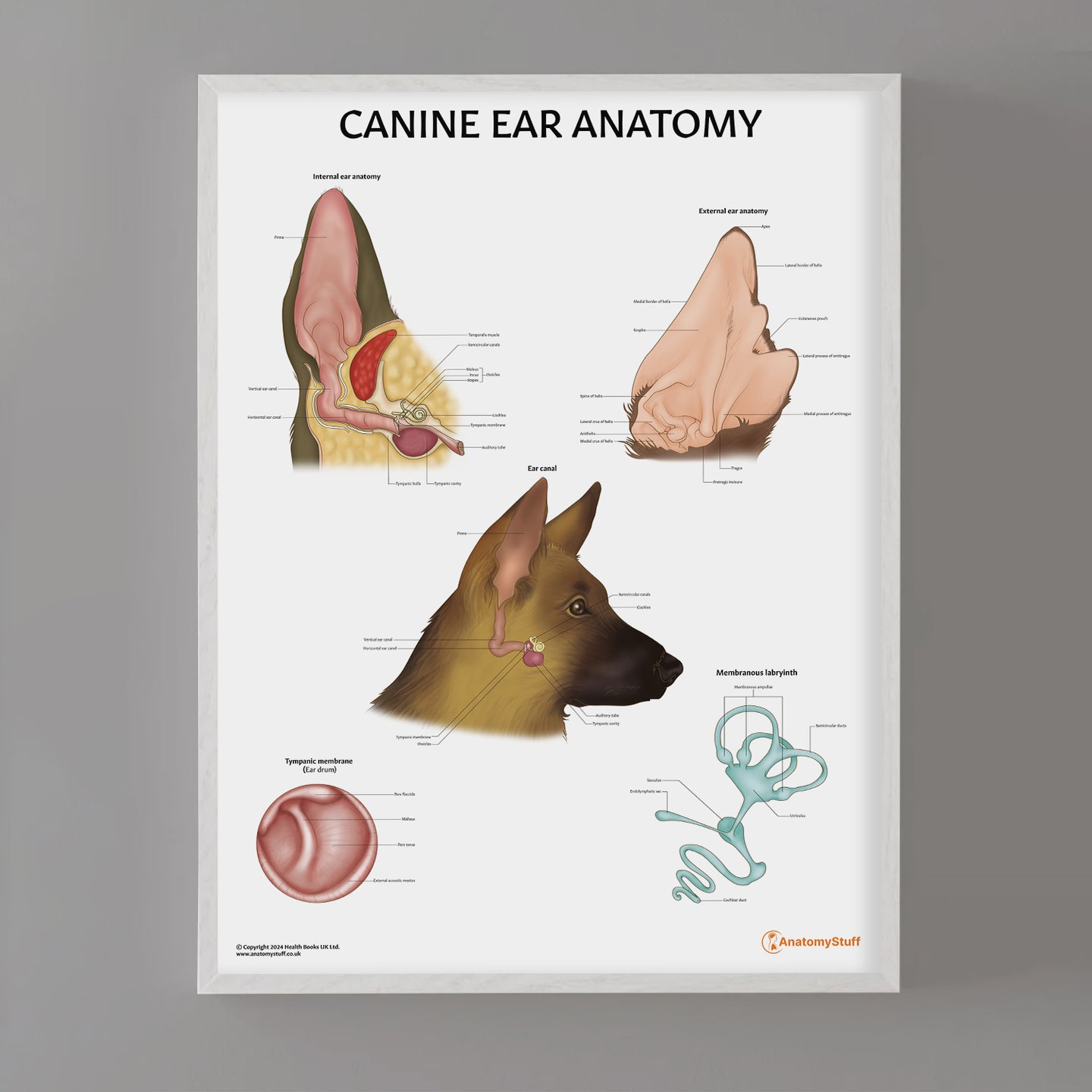 Canine Ear Anatomy Poster | Dog Ear Structure Educational Chart ...
