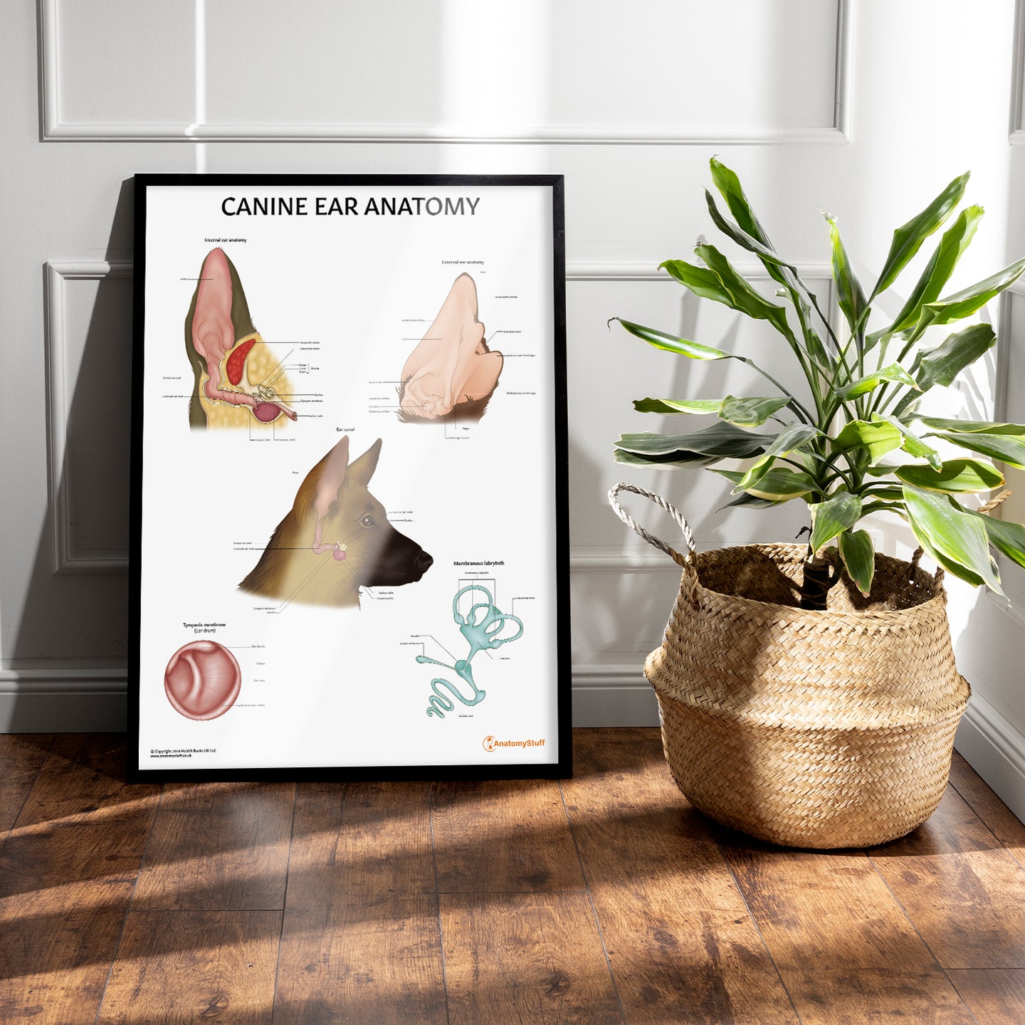 Canine Ear Anatomy Poster | Dog Ear Structure Educational Chart ...