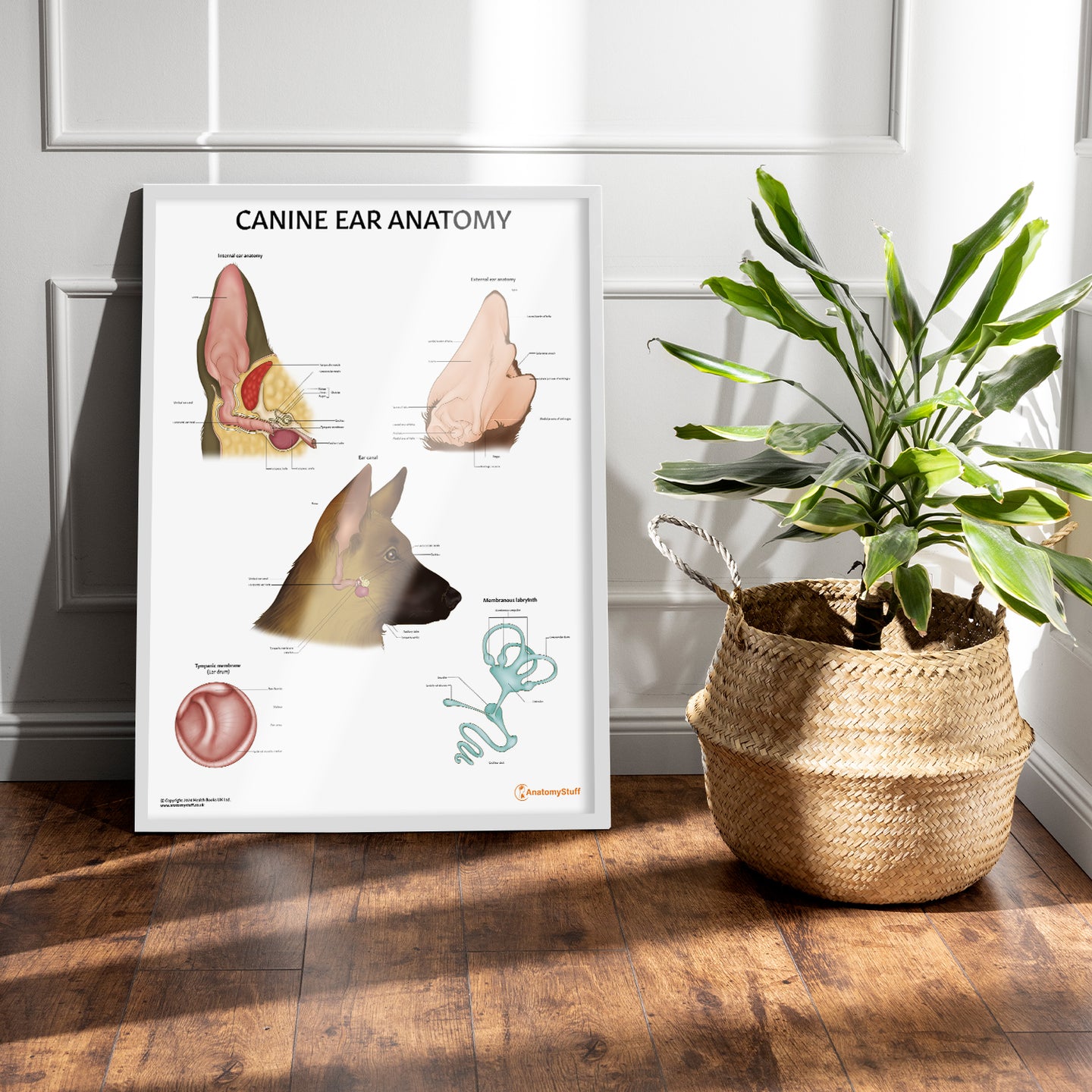 Canine Ear Anatomy Poster | Dog Ear Structure Educational Chart ...