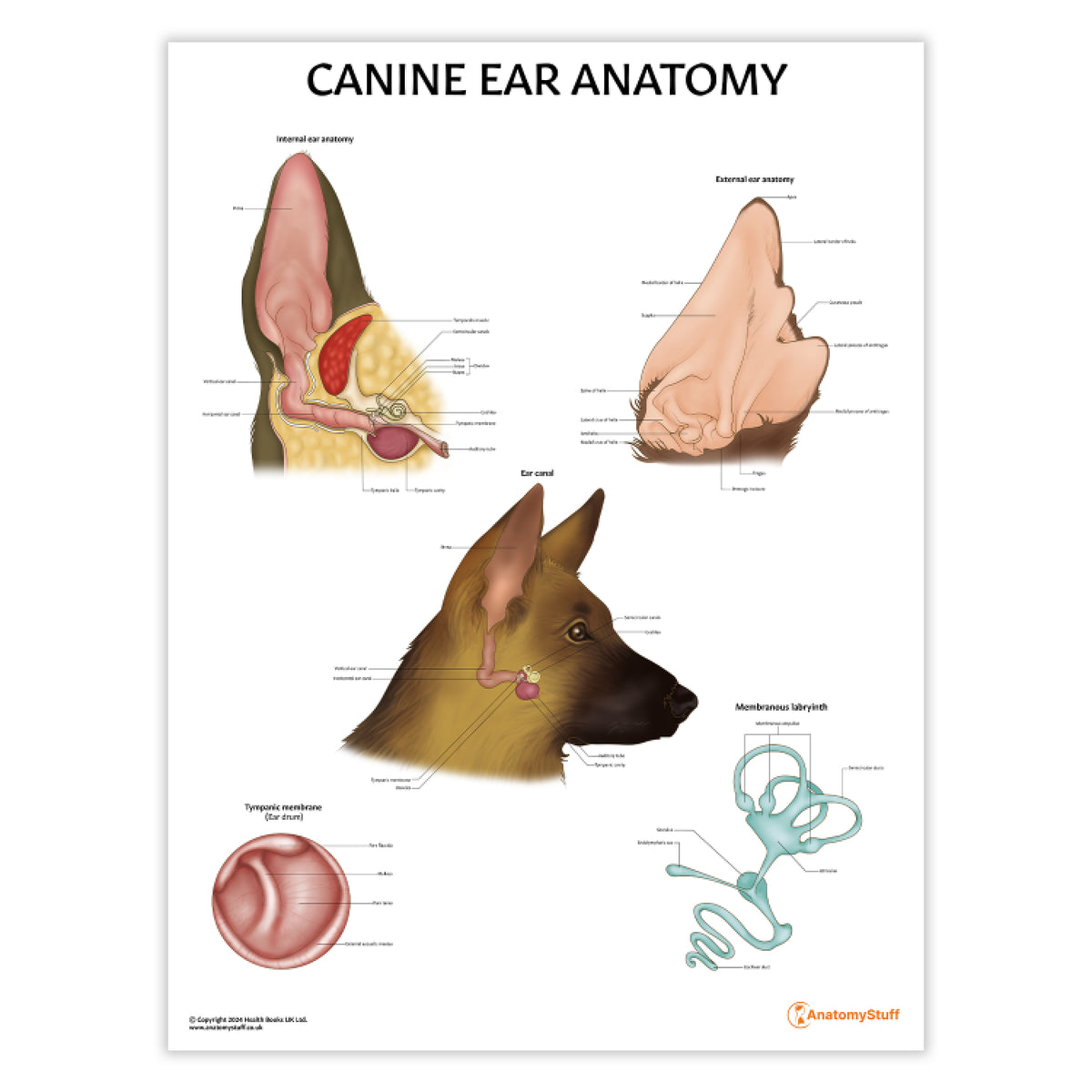 Canine Ear Anatomy Poster | Dog Ear Structure Educational Chart ...