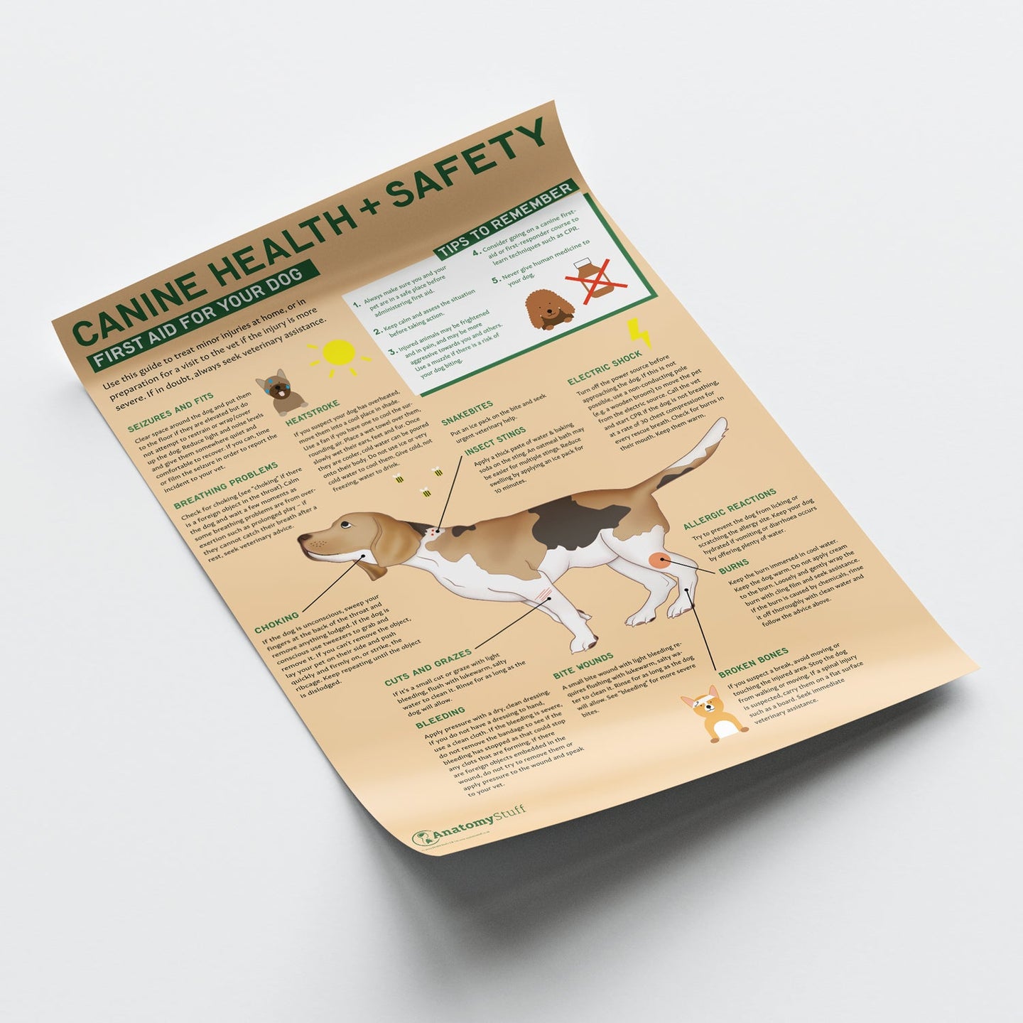 Canine First Aid Poster | Dog Health & Safety Chart – AnatomyStuff