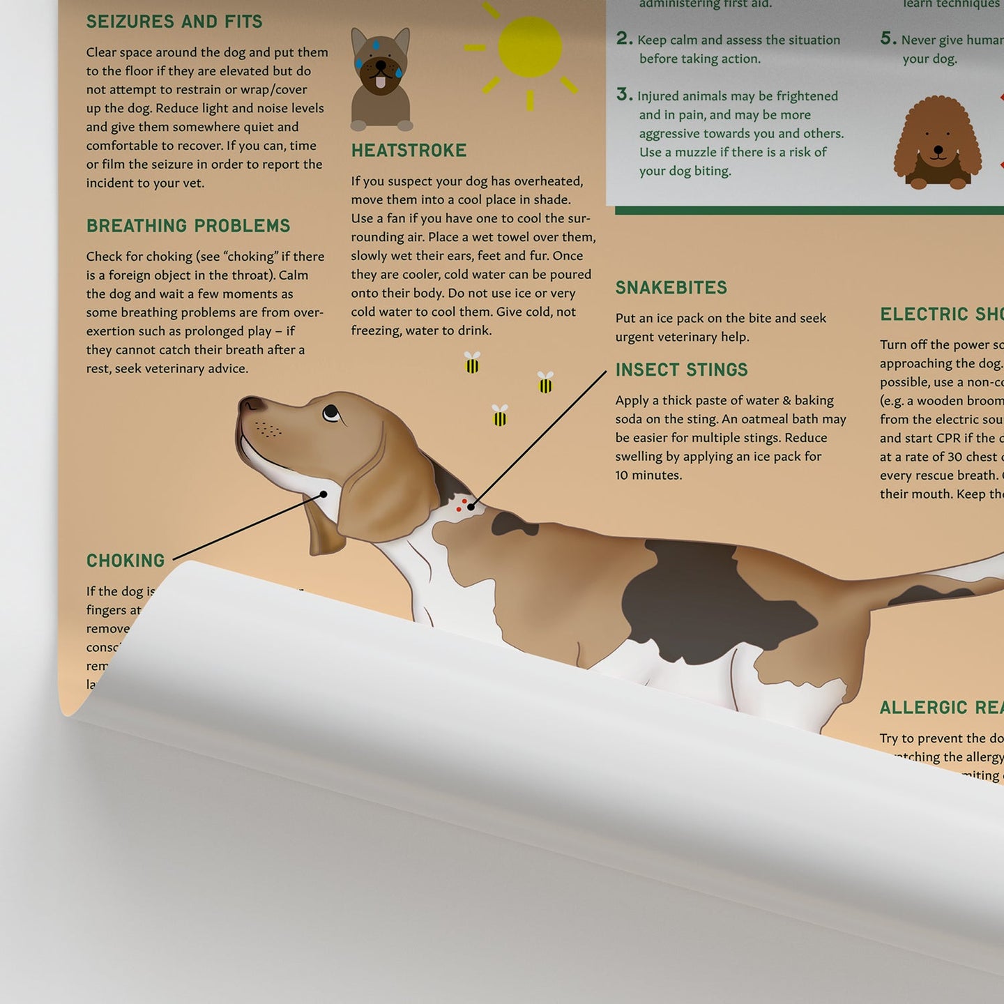 Canine First Aid Poster | Dog Health & Safety Chart – AnatomyStuff
