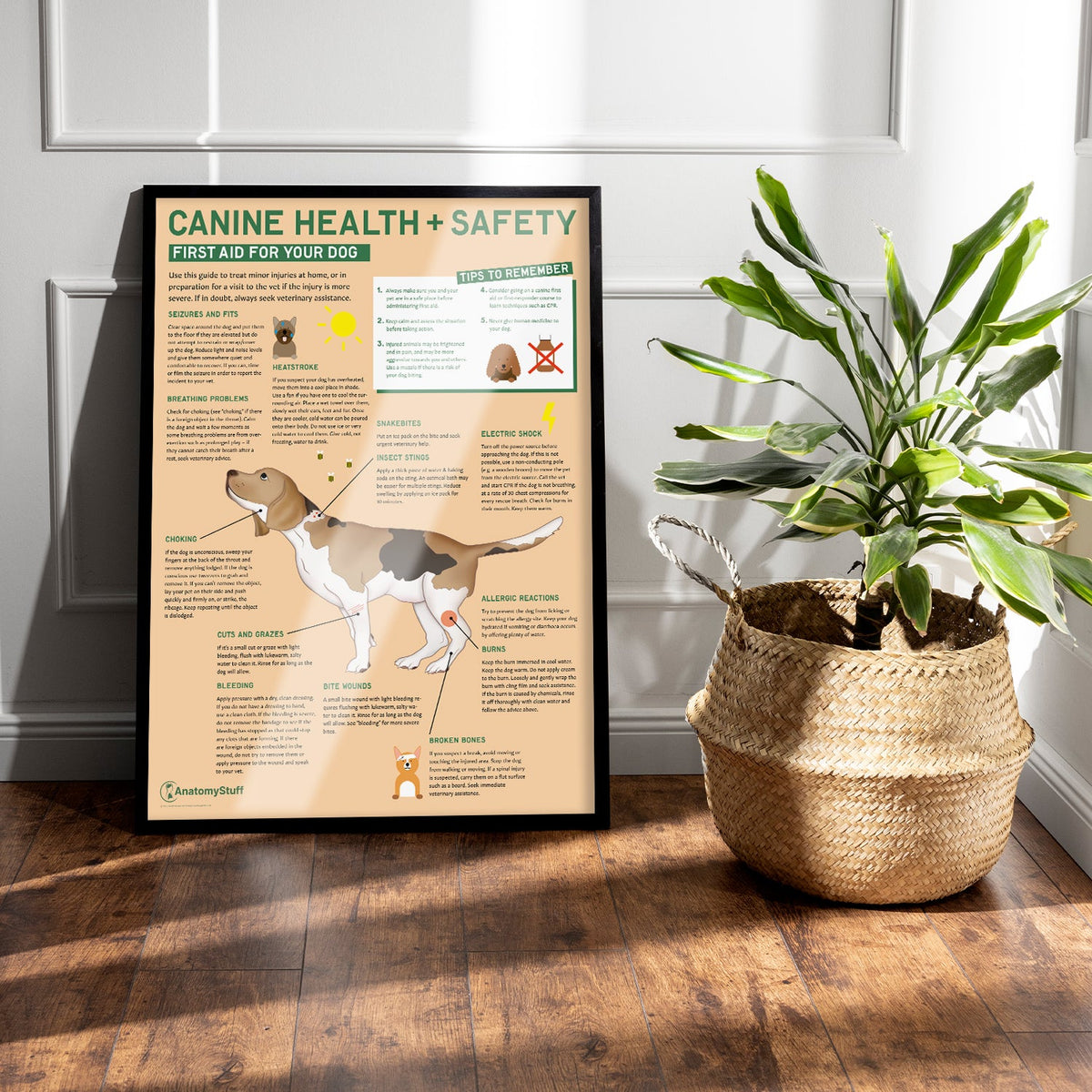 Canine First Aid Poster | Dog Health & Safety Chart – AnatomyStuff