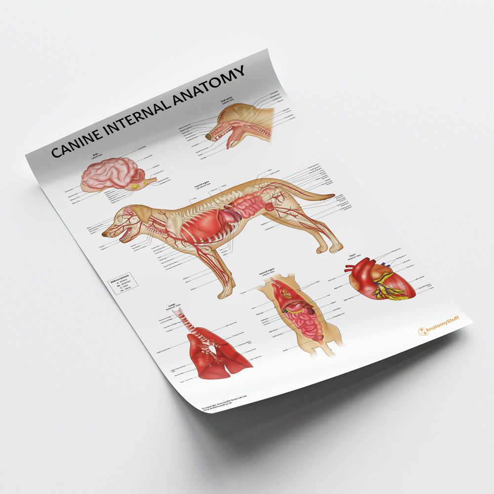 Canine Internal Anatomy Poster | Dog Organ Chart for Vets – AnatomyStuff
