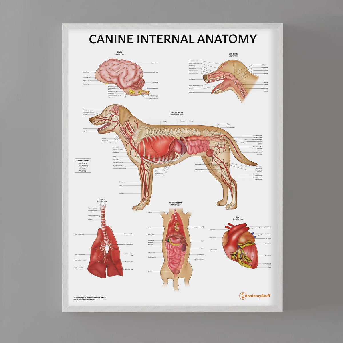 Canine Internal Anatomy Poster | Dog Organ Chart for Vets – AnatomyStuff