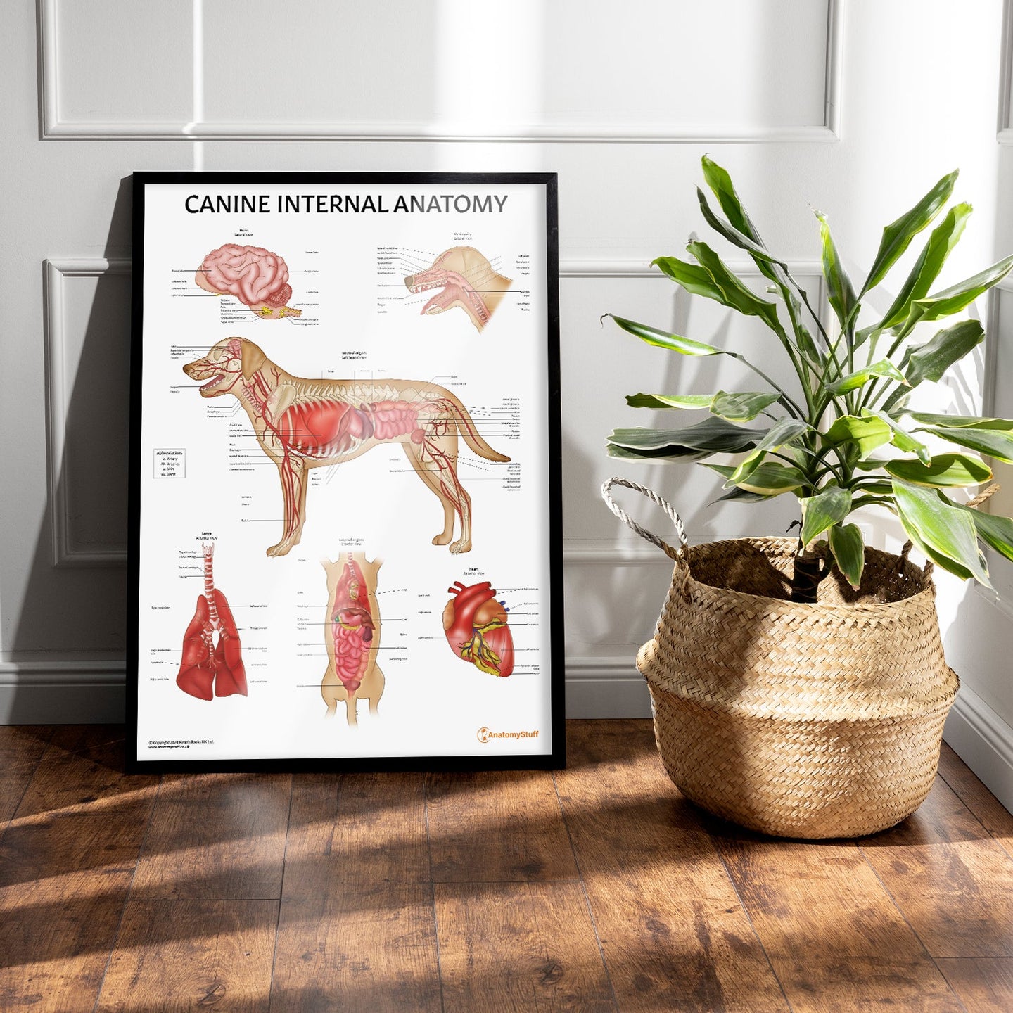 Canine Internal Anatomy Poster | Dog Organ Chart for Vets – AnatomyStuff