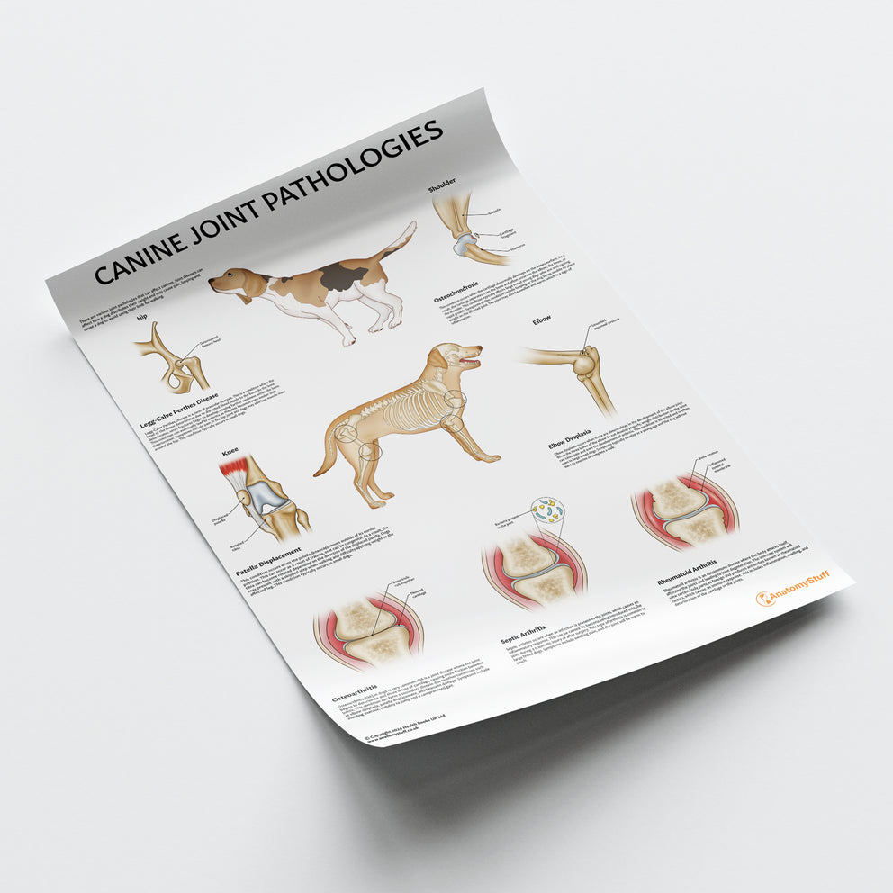 Canine Joint Pathologies Poster | Dog Hip, Knee & Elbow Disorders Chart ...