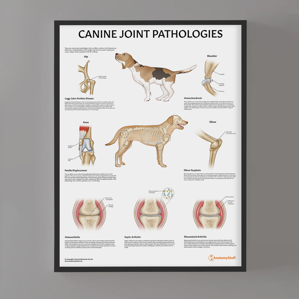 Canine Joint Pathologies Poster | Dog Hip, Knee & Elbow Disorders Chart ...