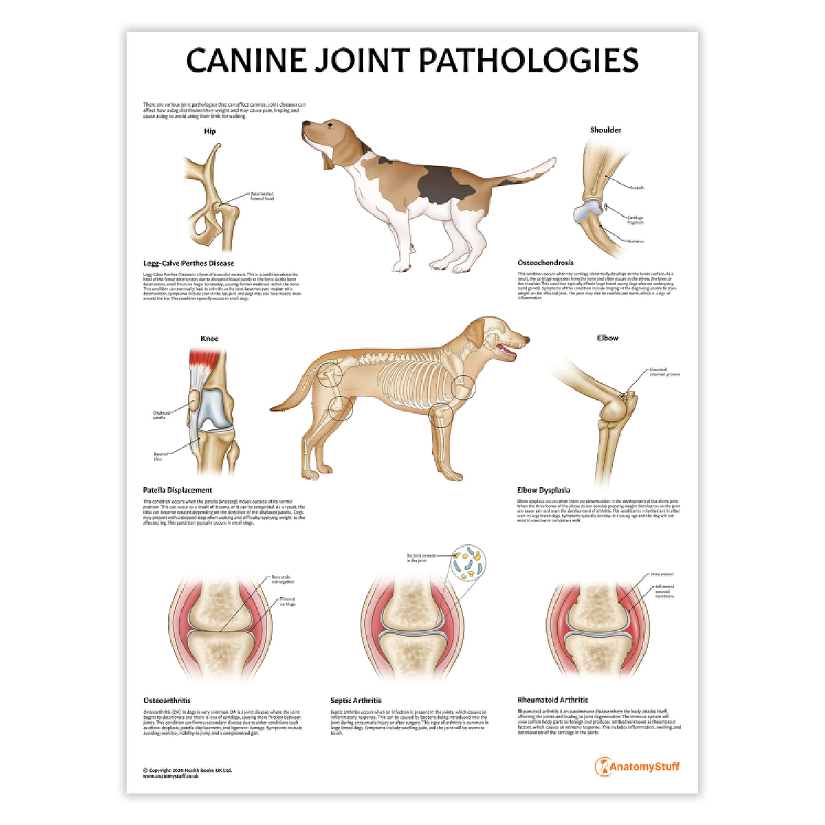 Canine Joint Pathologies Poster | Dog Hip, Knee & Elbow Disorders Chart ...