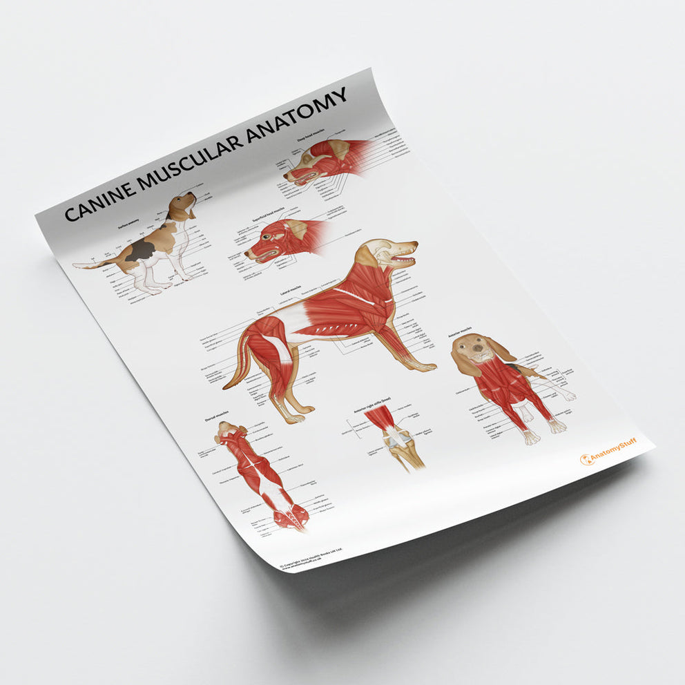 Canine Muscular Anatomy Poster | Dog Muscle Educational Chart ...