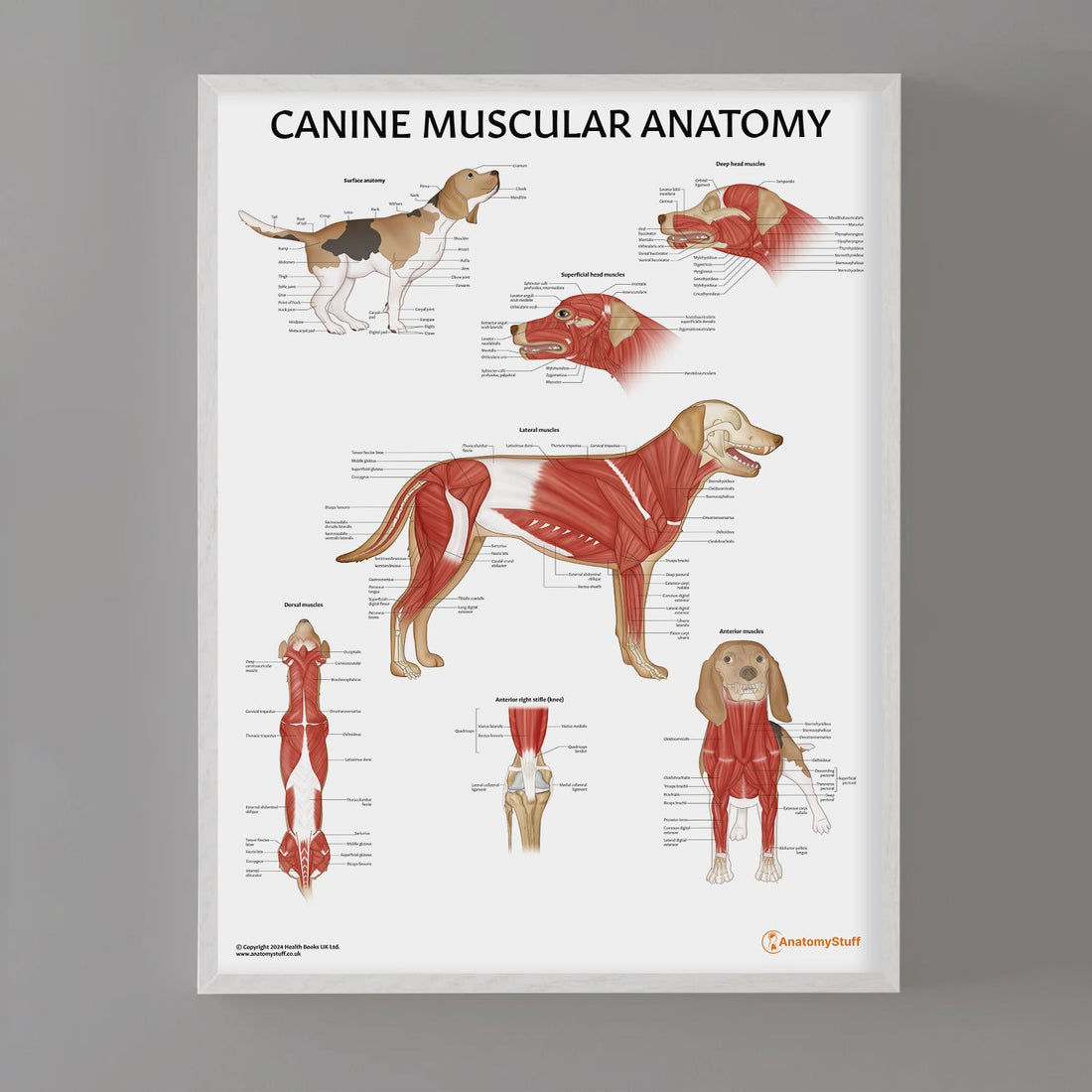 Veterinary Anatomy Posters – AnatomyStuff