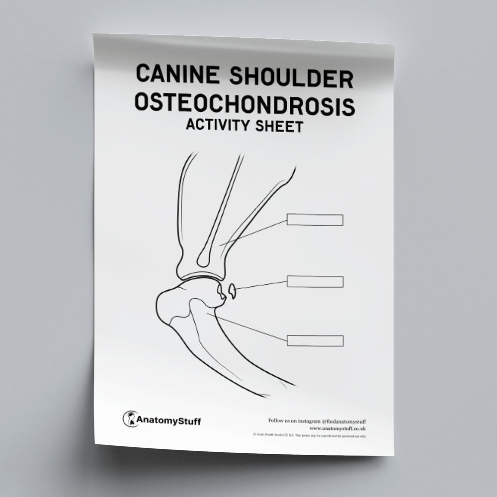 Canine Osteochondrosis Activity Sheet PDF | Dog Anatomy – AnatomyStuff