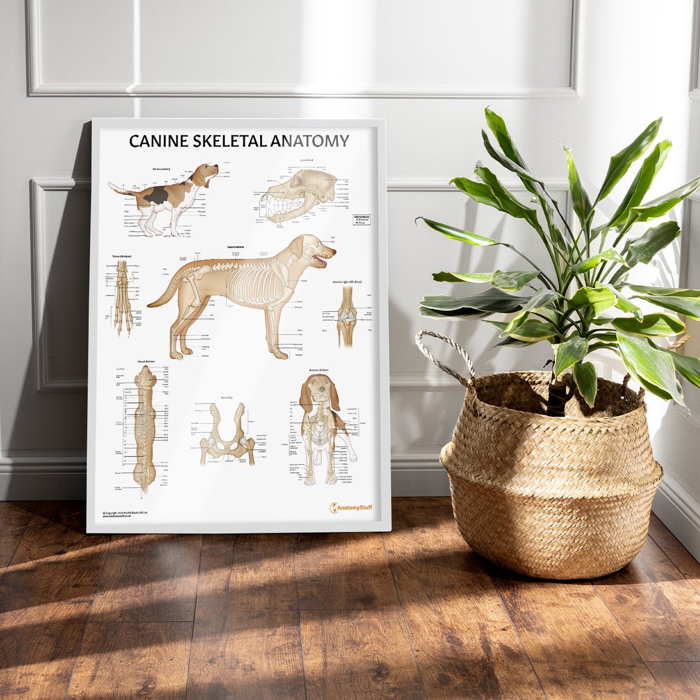 Canine Skeletal Anatomy Poster | Dog Skeleton Chart for Vets – AnatomyStuff