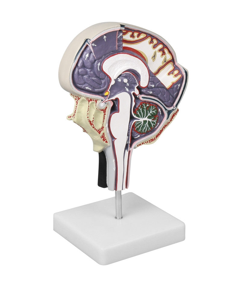 Cerebrospinal Fluid Circulation Model | Brain Section Models | ESP ...