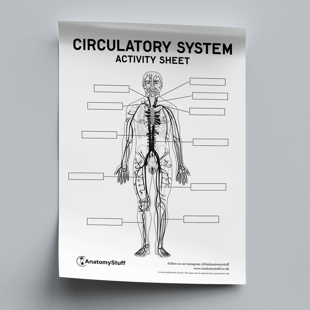 Circulatory System Anatomy Activity Sheet | Digital Download | AnatomyStuff