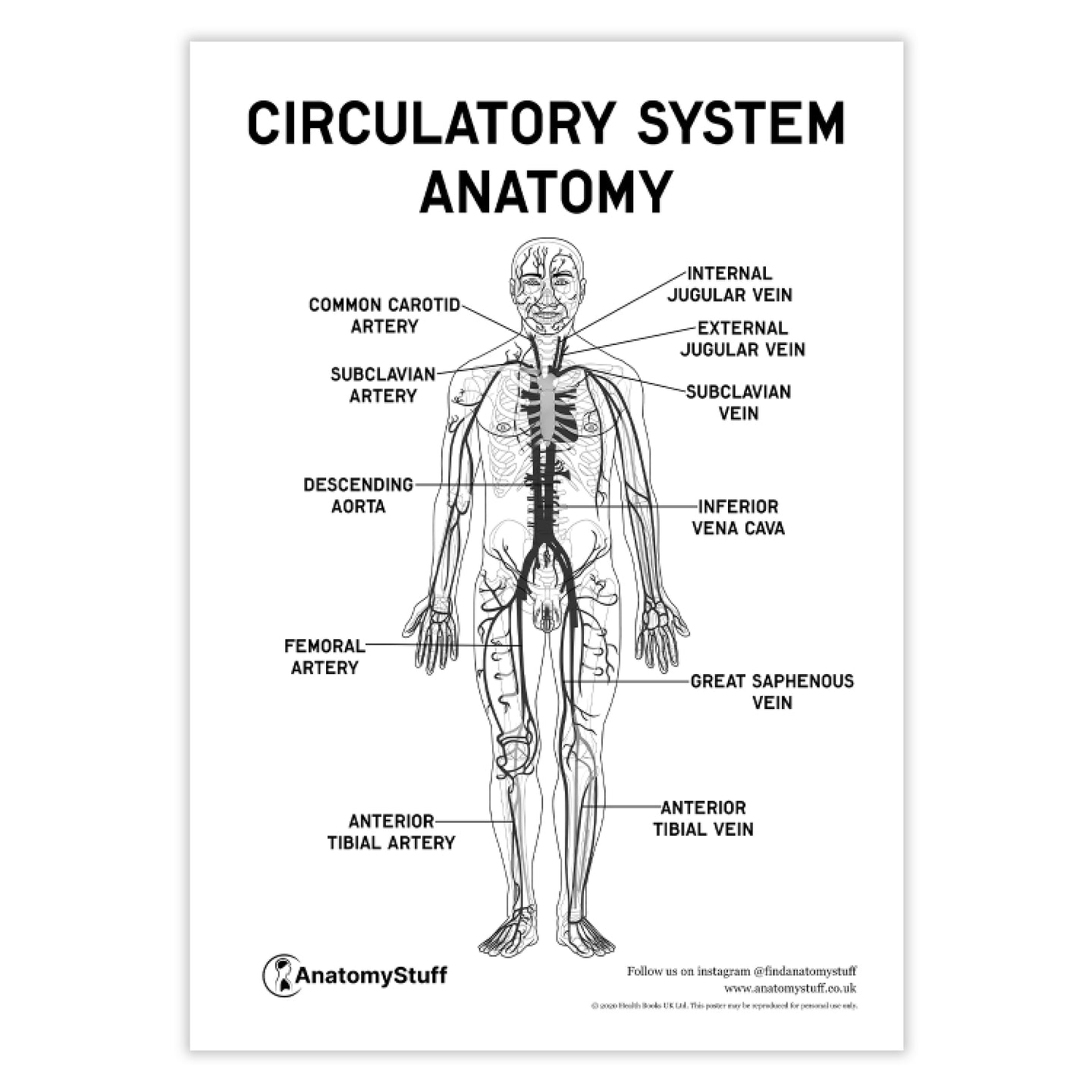 Circulatory System PDF Poster | Cardiovascular Anatomy Download ...