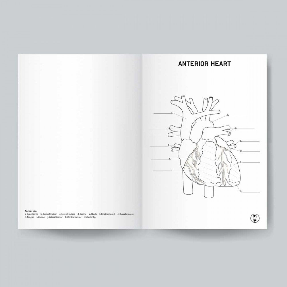 Anatomy Colouring Book | Musculoskeletal Internal Organs – AnatomyStuff