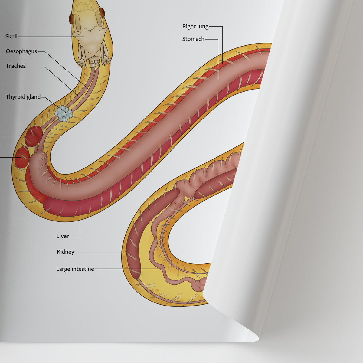 Corn Snake Anatomy Poster | Exotic Pet Organs & Skeleton Chart ...