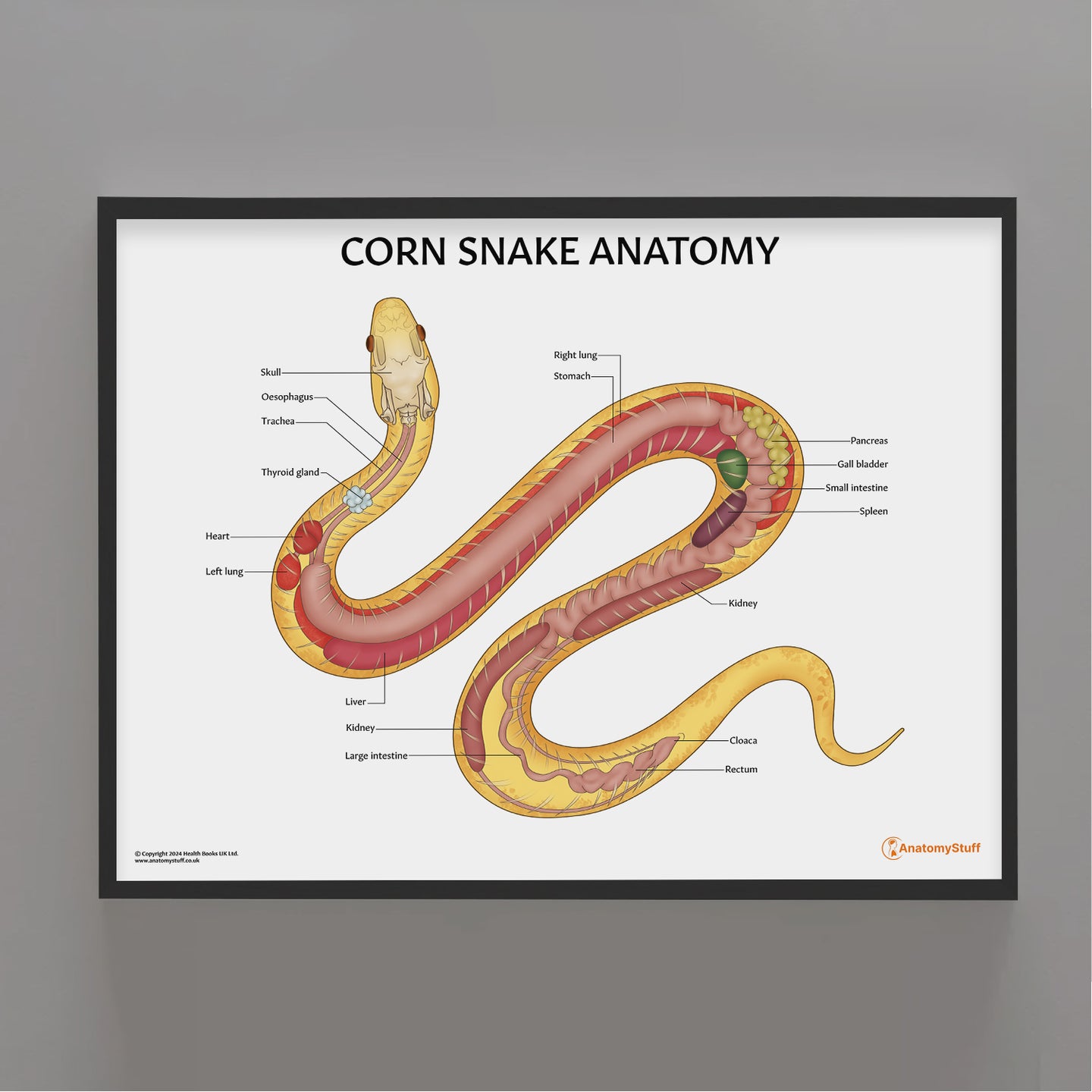 Corn Snake Anatomy Poster | Exotic Pet Organs & Skeleton Chart ...