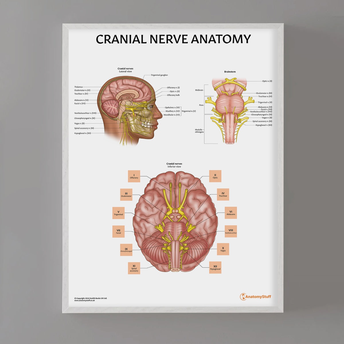 Cranial Nerve Diagram Poster | Brainstem & Nerve Anatomy Chart ...