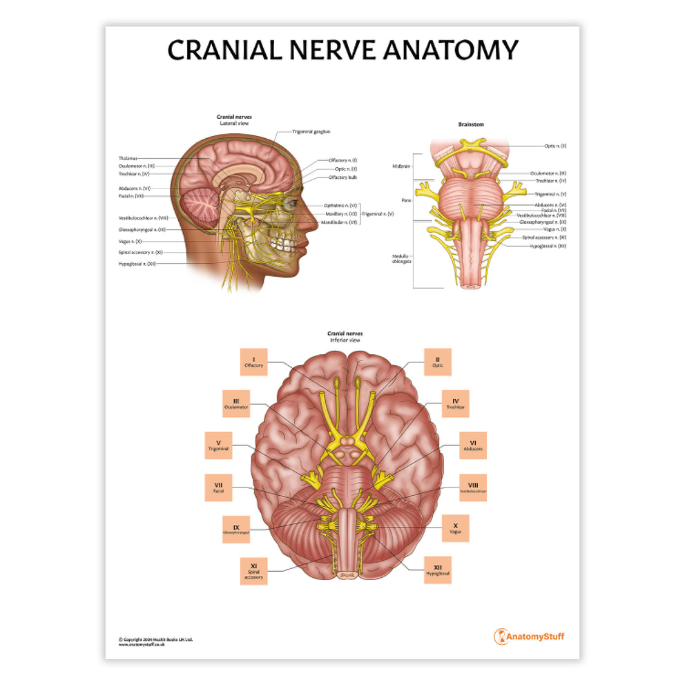 Cranial Nerve Diagram Poster | Brainstem & Nerve Anatomy Chart ...