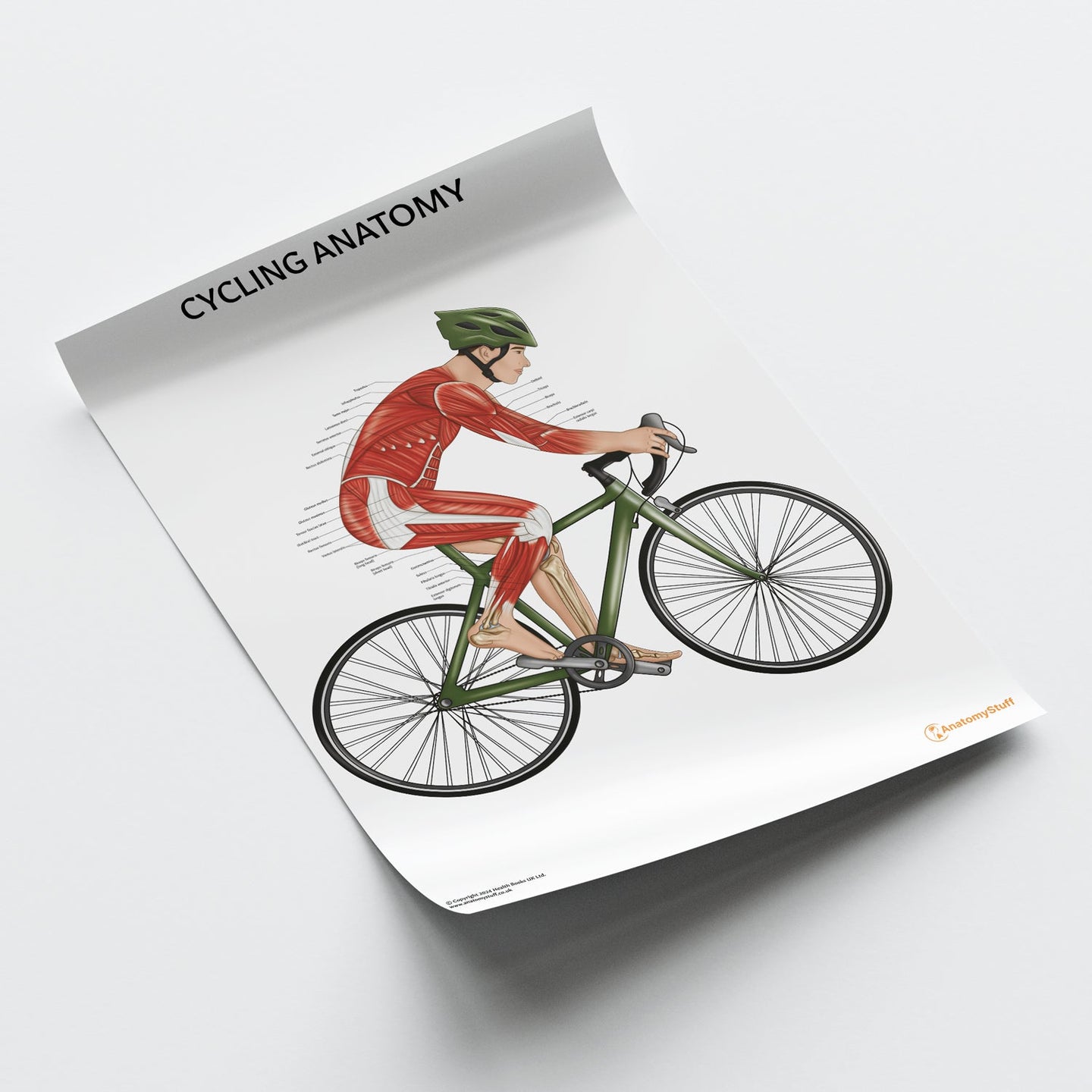 Cycling Anatomy Poster | Anatomical Biking Chart | Sports Muscle Guide ...