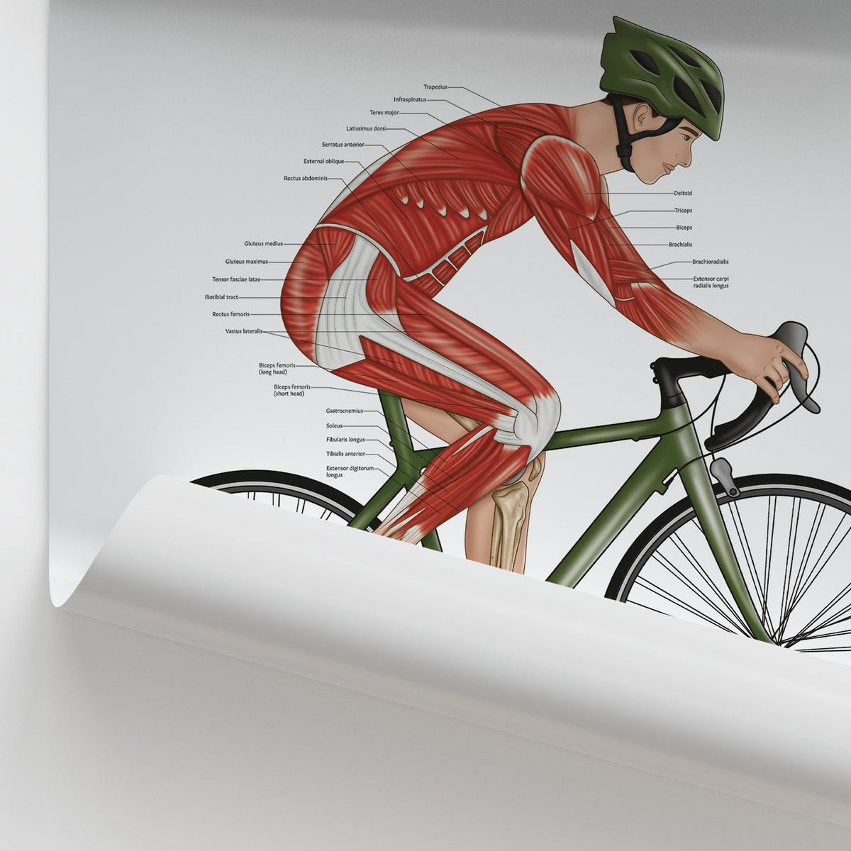 Cycling Anatomy Poster | Anatomical Biking Chart | Sports Muscle Guide ...
