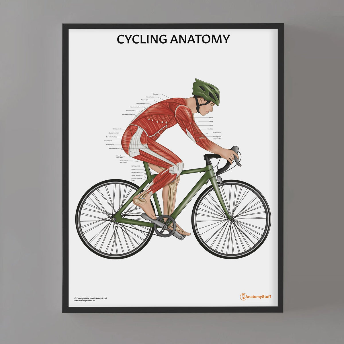 Cycling Anatomy Poster | Anatomical Biking Chart | Sports Muscle Guide ...