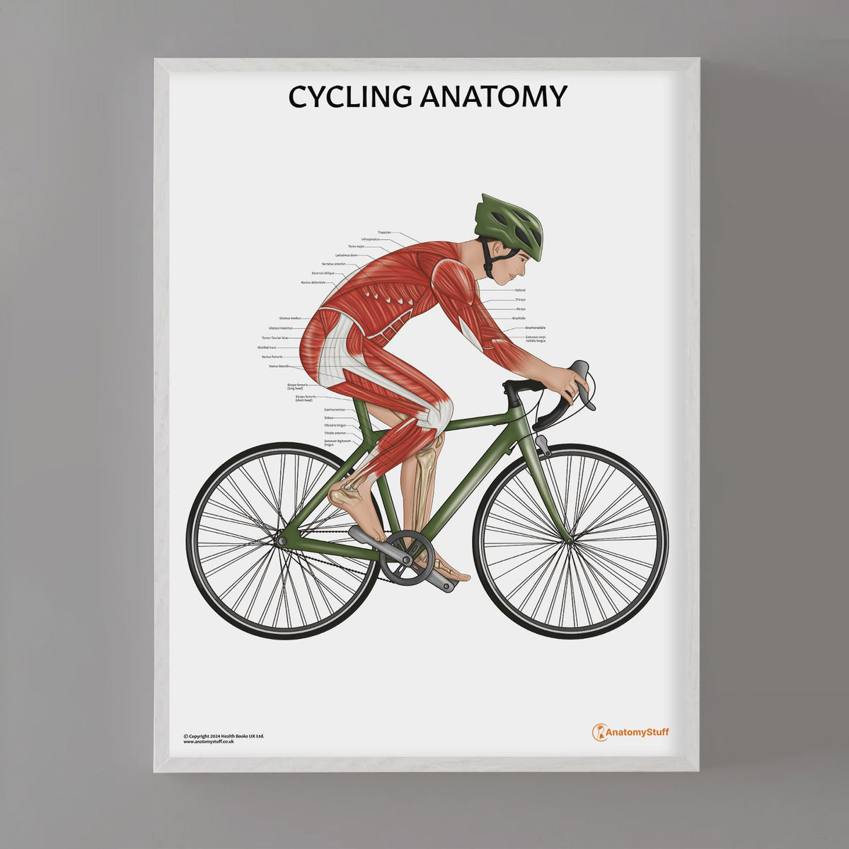 Cycling Anatomy Poster | Anatomical Biking Chart | Sports Muscle Guide ...