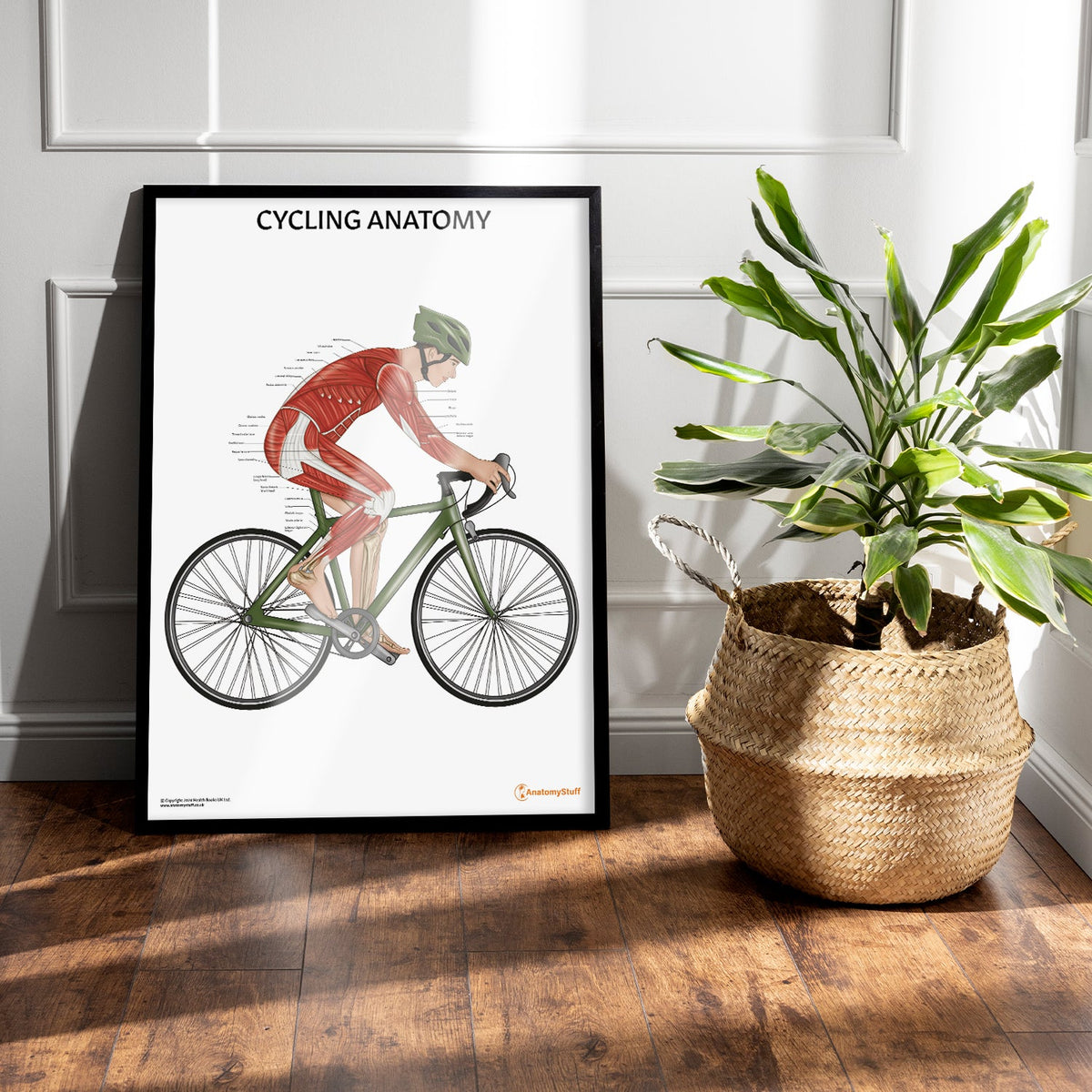Cycling Anatomy Poster | Anatomical Biking Chart | Sports Muscle Guide ...