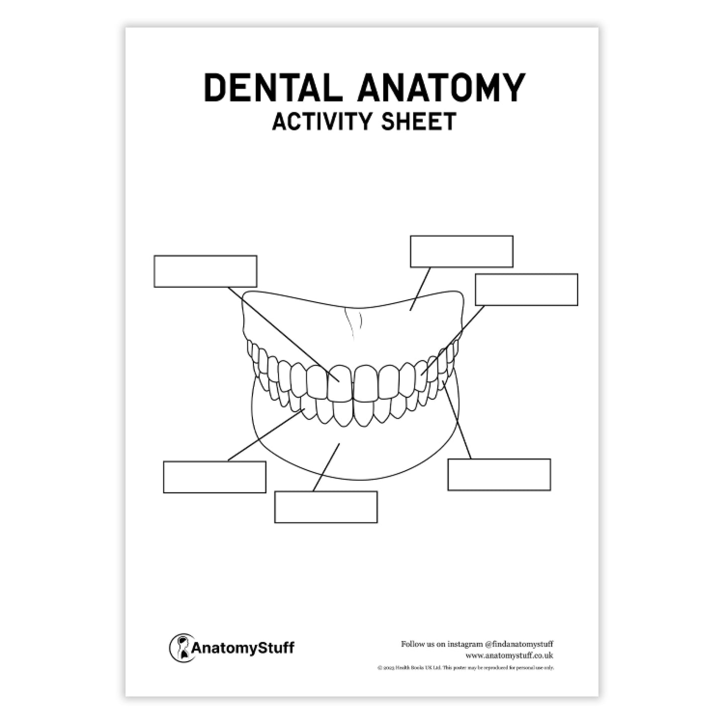Dental Anatomy Activity Sheet | Digital Download | AnatomyStuff