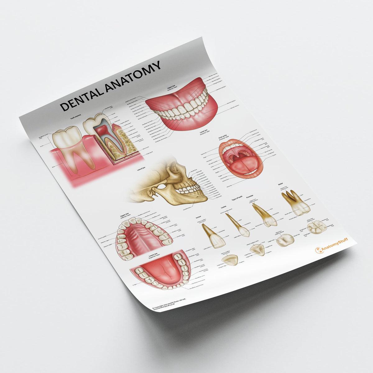Dental Anatomy Poster | Human Teeth and Jaw Chart | Oral Anatomy ...