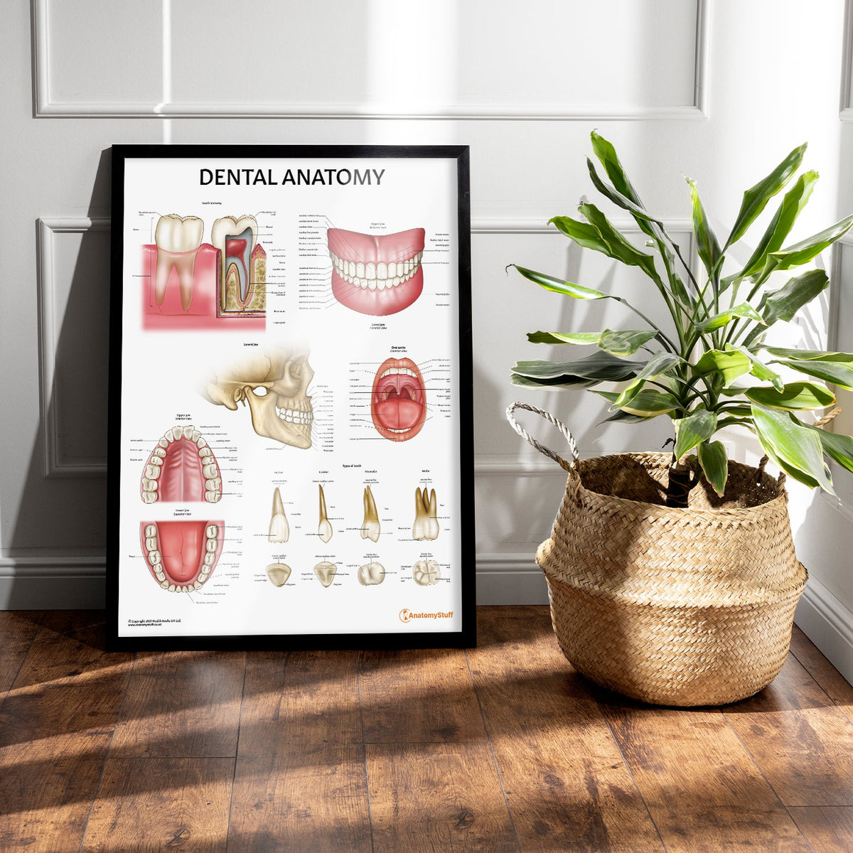 Dental Anatomy Poster | Human Teeth and Jaw Chart | Oral Anatomy ...