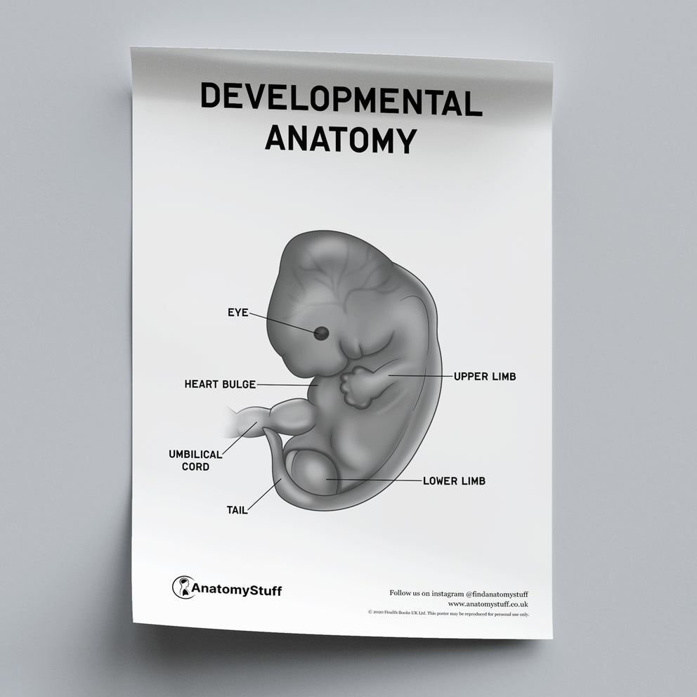 Developmental Anatomy PDF Poster | Human Growth Chart Download ...