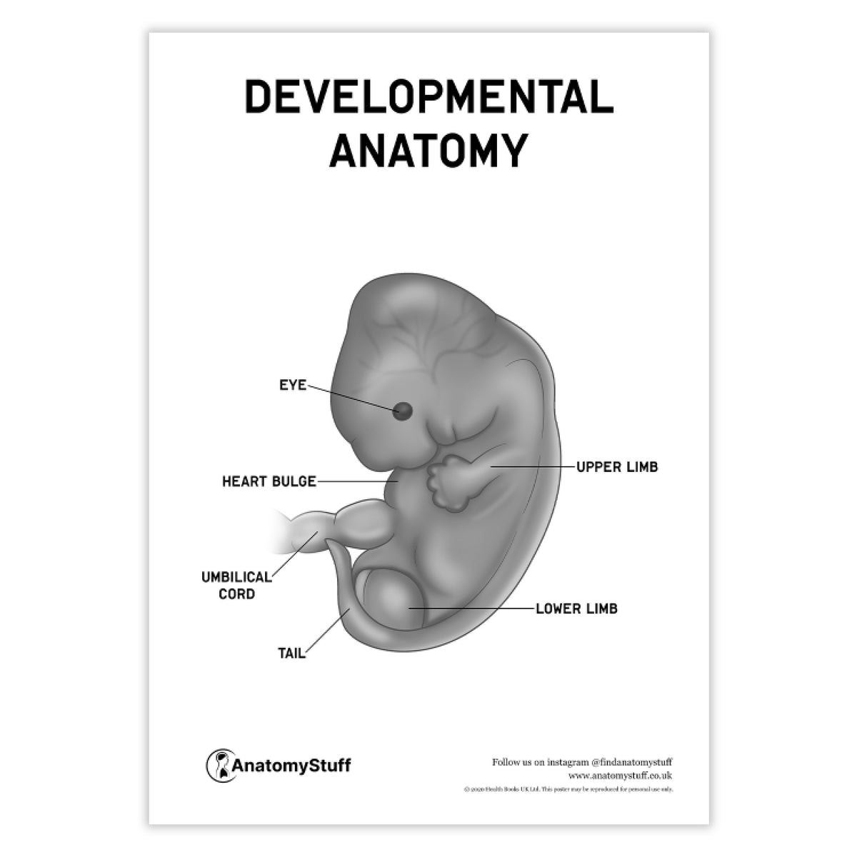 Developmental Anatomy PDF Poster | Human Growth Chart Download ...