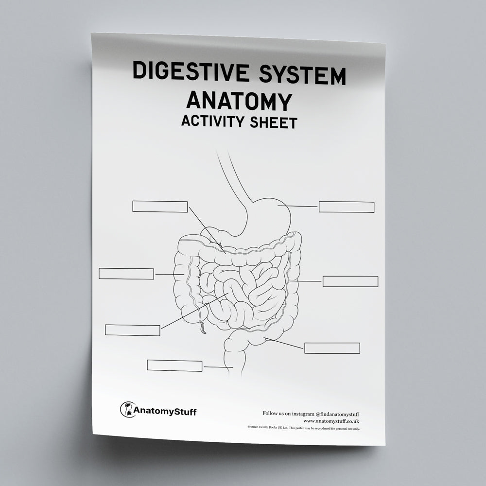 Digestive System Activity Sheet | Digital Download | AnatomyStuff