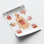 Digestive System Anatomy Posters – AnatomyStuff