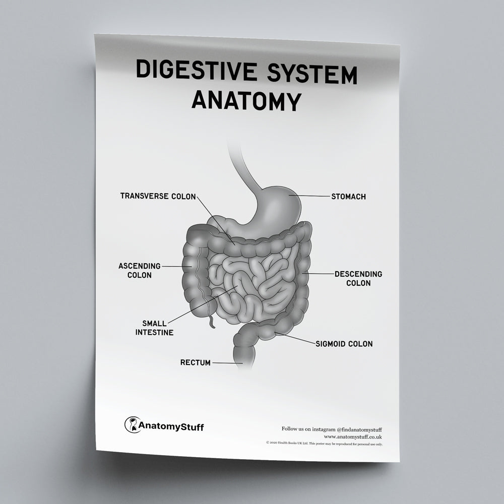 Digestive System PDF Poster | Human Anatomy Chart Download – AnatomyStuff