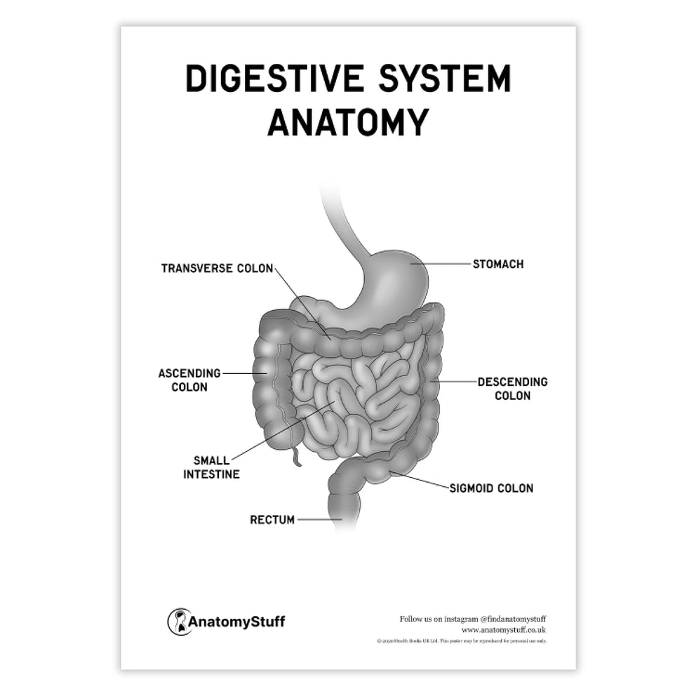Digestive System PDF Poster | Human Anatomy Chart Download – AnatomyStuff