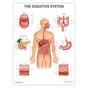 Digestive System Anatomy Posters – AnatomyStuff