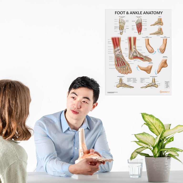 Foot & Ankle Joint Anatomy Chart | Framed Medical Poster – AnatomyStuff
