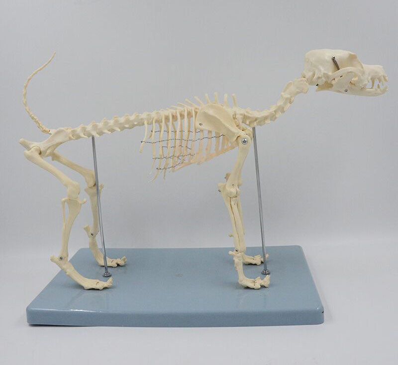 Budget Canine Skeleton Model (Medium) | Plastic Dog Skeleton Replica ...