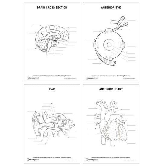 Education Resources – AnatomyStuff